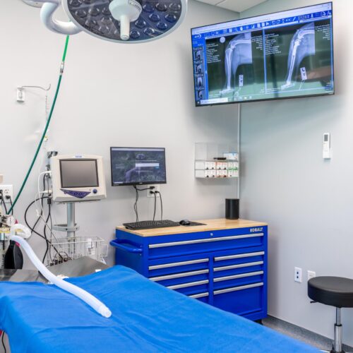 Jacksonville Veterinary Surgery & Orthopedics - Jacksonville Veterinary ...